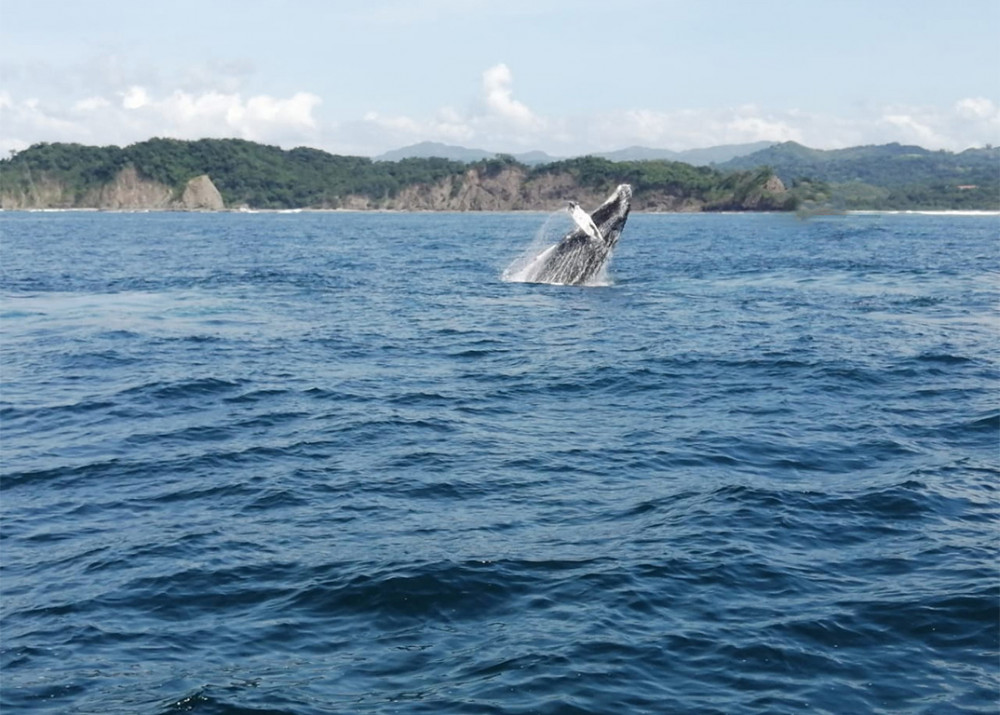 Samara Catamaran Seafari and Snorkel Tour - Playa Samara | Project ...