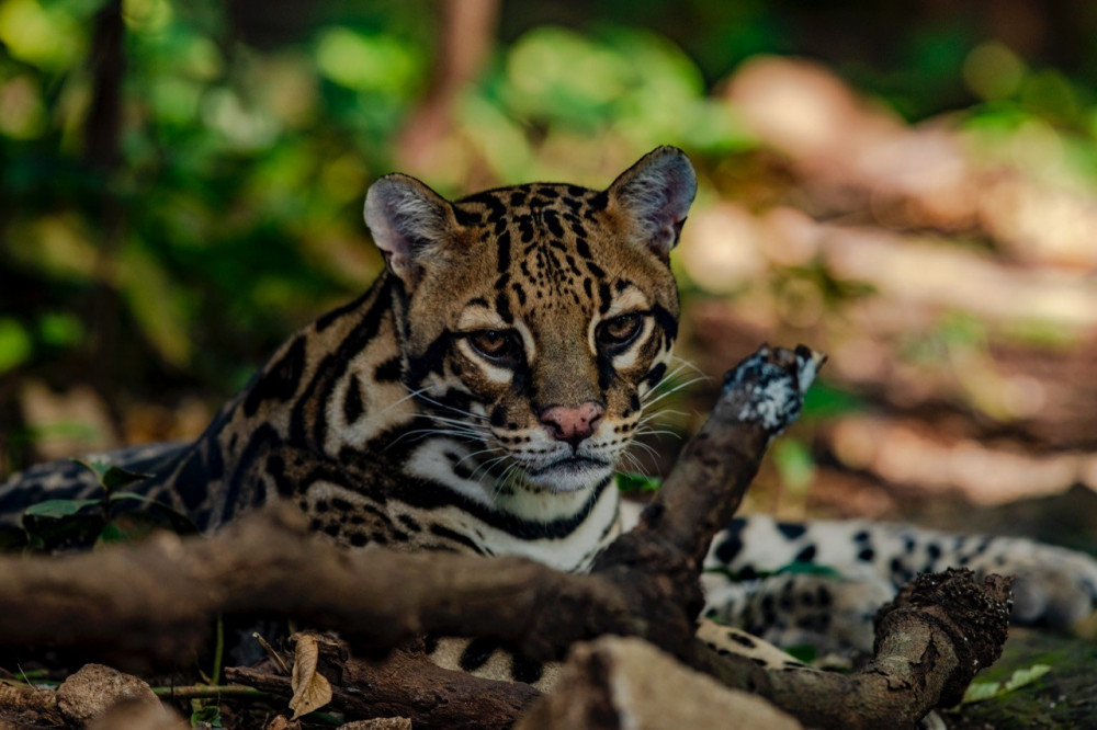 2-in-1 Tenorio River Safari Float and Pumas Rescue Center - Canas ...