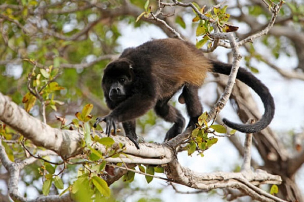 Tenorio River Fishing - Canas | Project Expedition