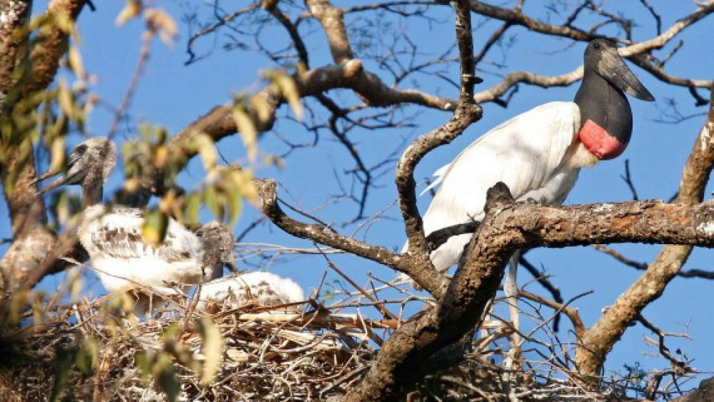 Tenorio River Fishing - Canas | Project Expedition