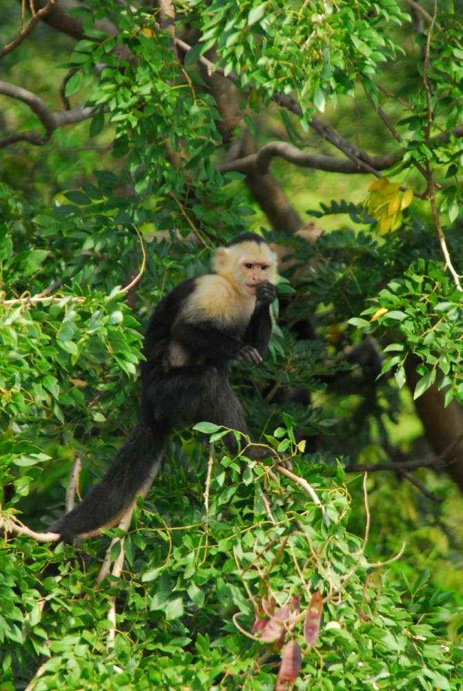 Tenorio River Fishing - Canas | Project Expedition