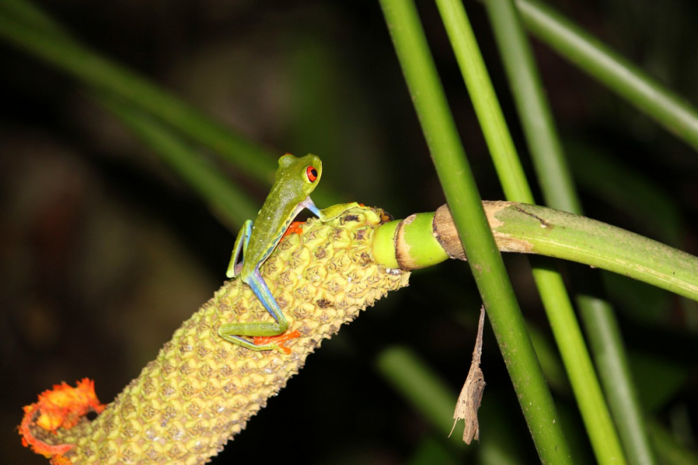 Arenal Rain Forest Night Walk - La Fortuna | Project Expedition