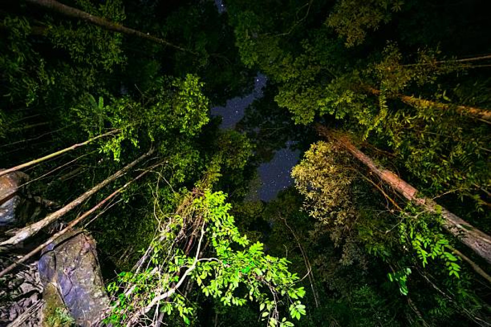 Rio Celeste Rain Forest Night Walk - Alajuela | Project Expedition