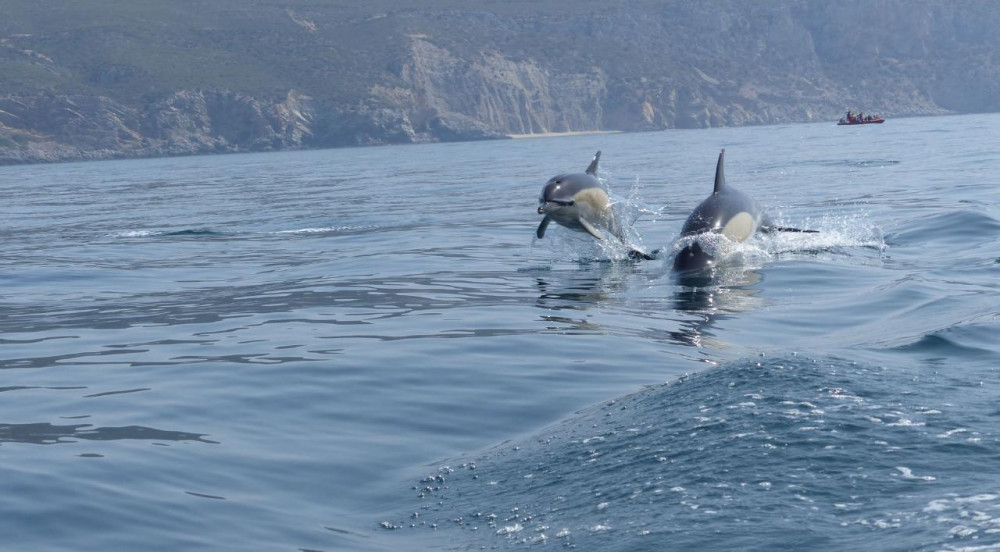 Dolphin Observation Experience in Their Natural Habitat - Sesimbra ...