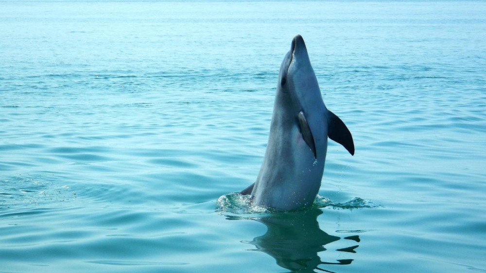 Dolphin Observation Experience in Their Natural Habitat - Sesimbra ...