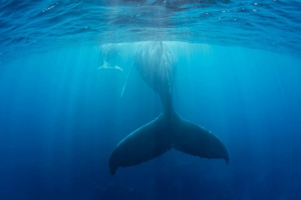 Hermanus Land Based Whale Watching And Wine Tasting Tour - Cape Town ...