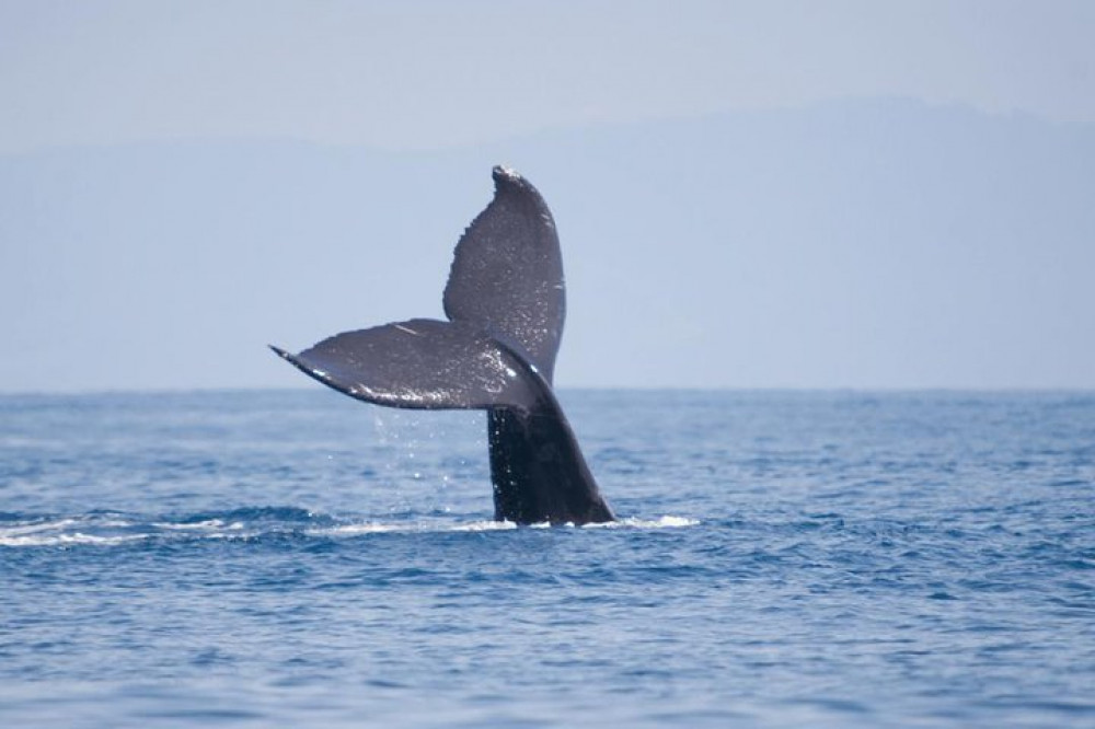 Hermanus Land Based Whale Watching And Wine Tasting Tour - Cape Town ...