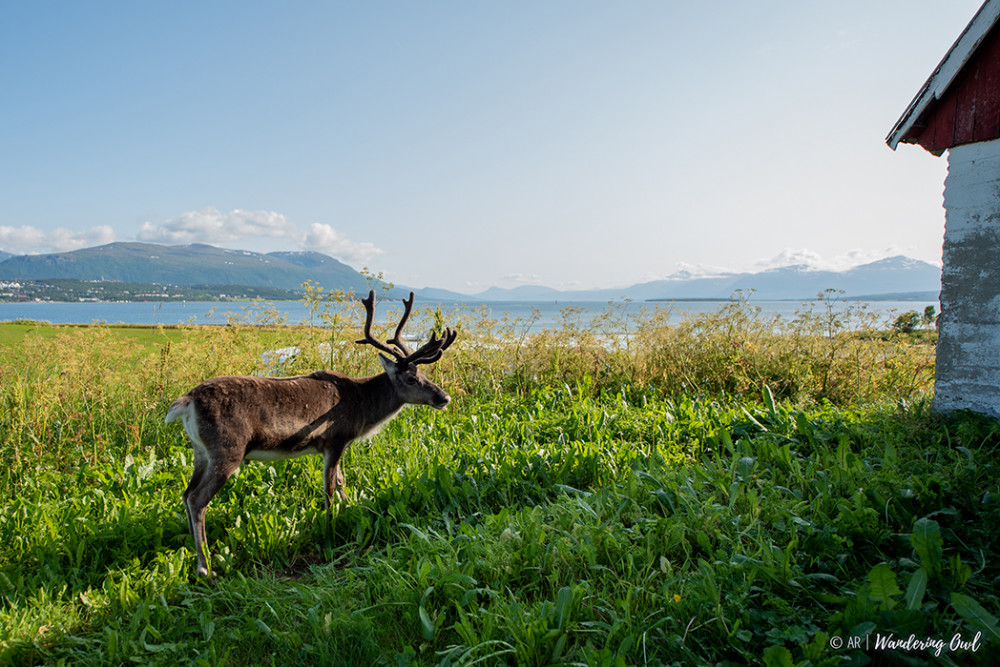 Summer Arctic Landscapes Preservation With Citizen Science - Tromso ...