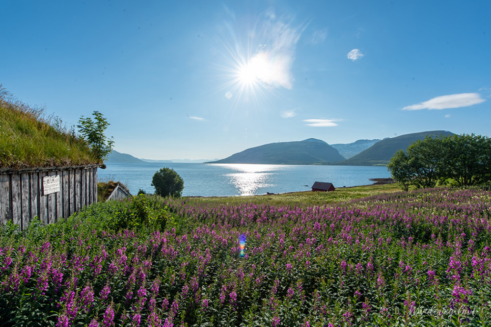 Tromsø: Summer Fjord Road Trip with Citizen Science - Tromso | Project ...