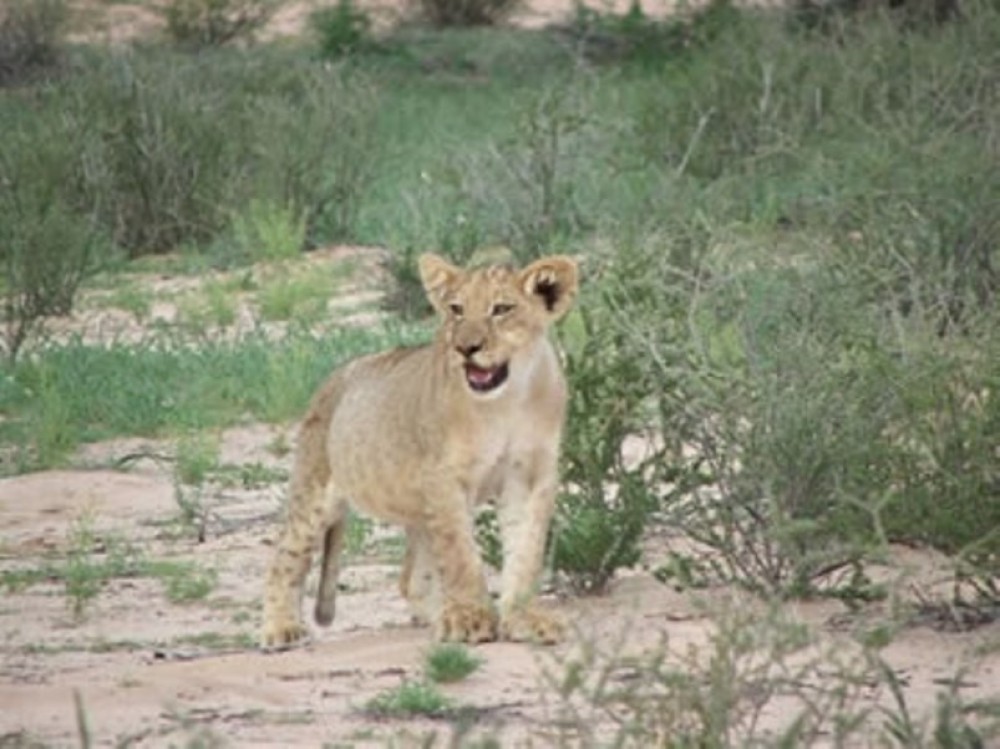 Kalahari Safaris - Desert Explorers - South Africa | Project Expedition