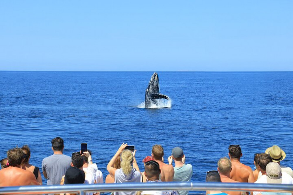 Whale Watching Catamaran Adventure - Puerto Vallarta | Project Expedition