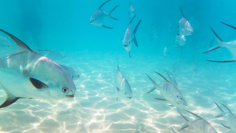 5-Hr Mangrove Lagoon, Cas Cay Kayak, Hike & Snorkel (Optional transfer ...