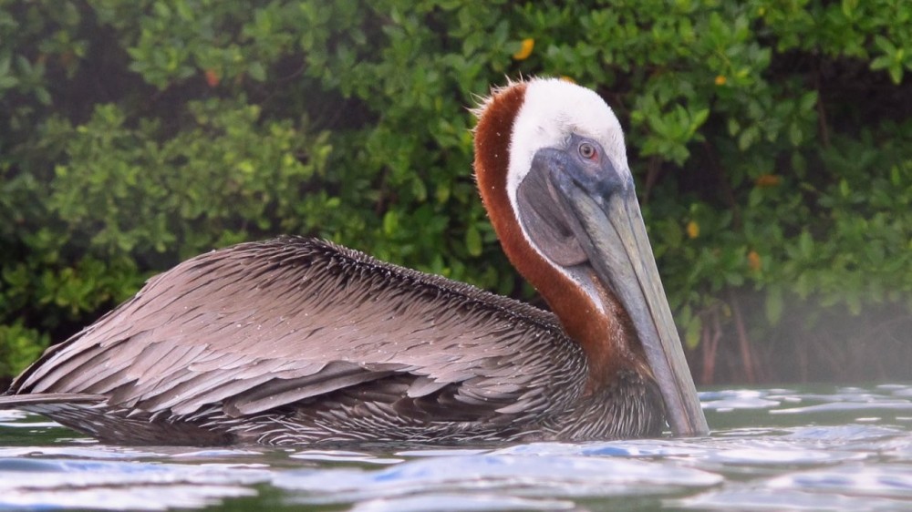 St Thomas - Bird Island Sunset Kayak - Red Hook | Project Expedition