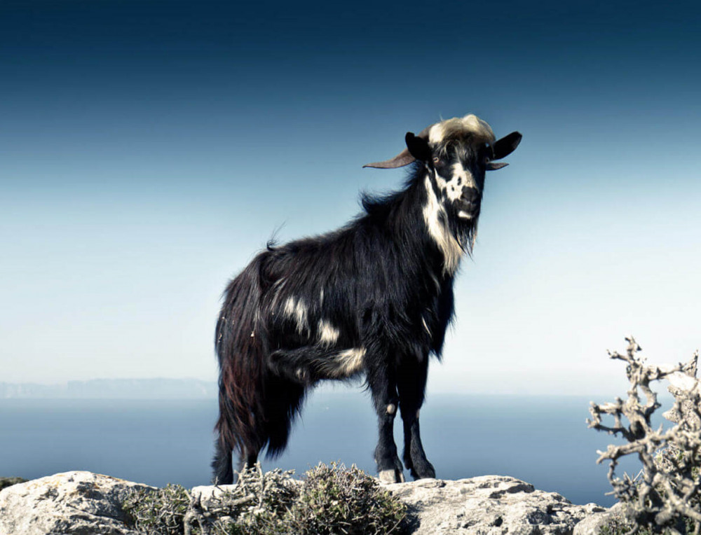 Amorgos Small Group Hiking - Pan's Route With Monastery Visit ...
