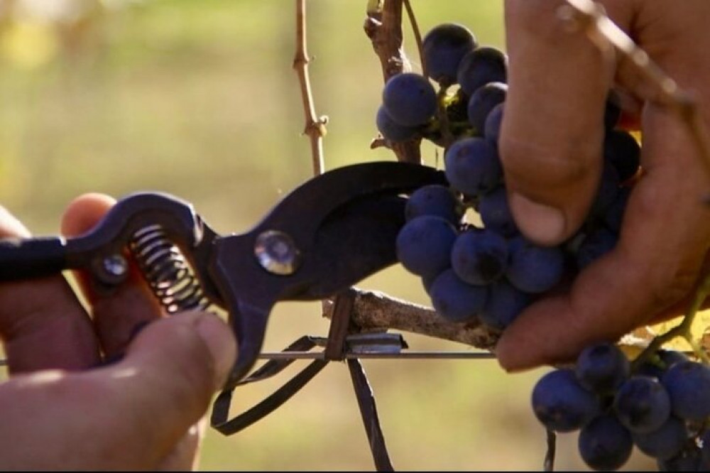 Small Group Wine Tasting & Luxury Lunch at Bodega Gamboa - Buenos Aires ...