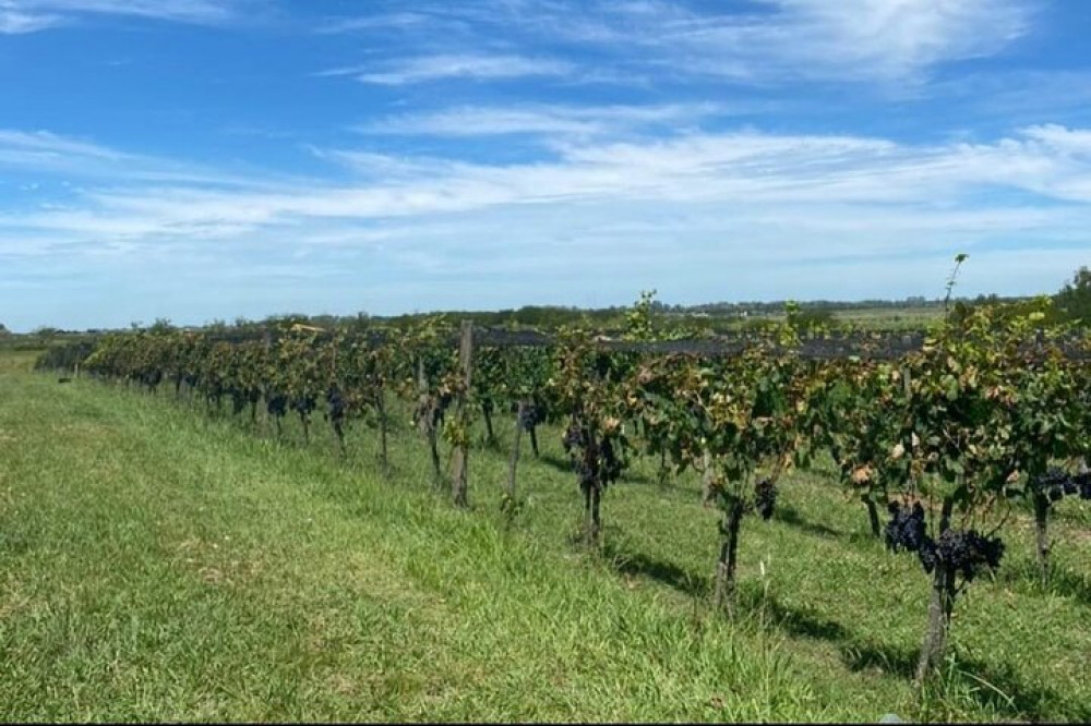 Small Group Wine Tasting & Luxury Lunch at Bodega Gamboa - Buenos Aires ...