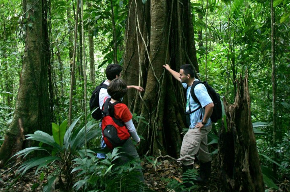 Arial Tram and Nature Hike in Braulio Carrillo Rainforest Park - Limon ...