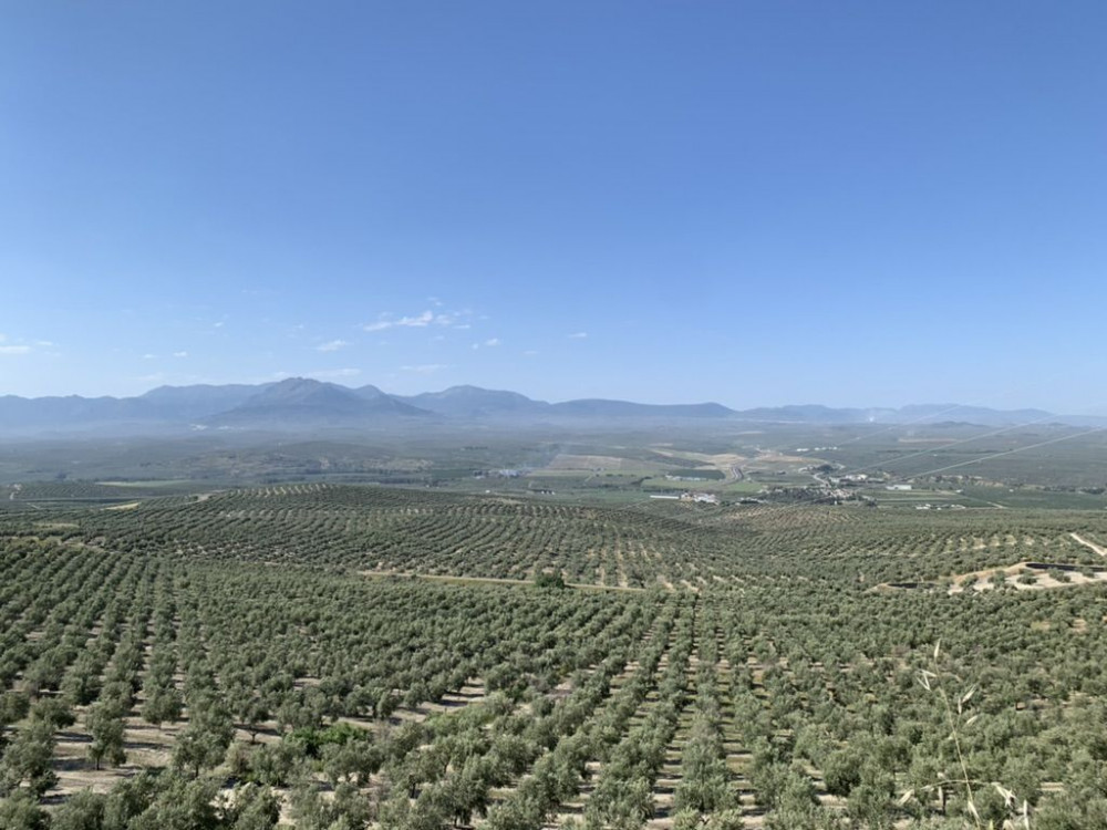 Unique Olive Oil Tasting With O75 - Cordoba | Project Expedition