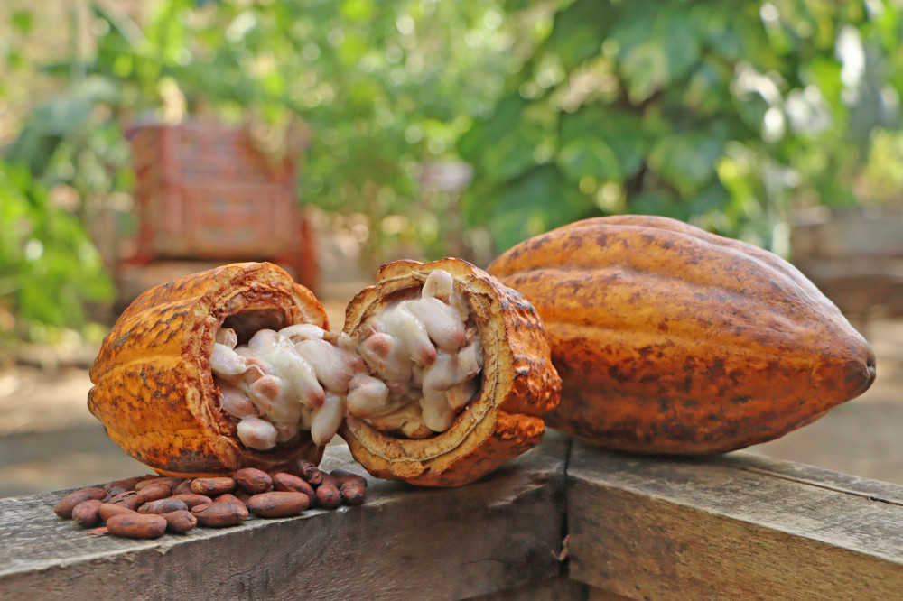 Costa Rica Cultural Experience Tour - Playas del Coco | Project Expedition