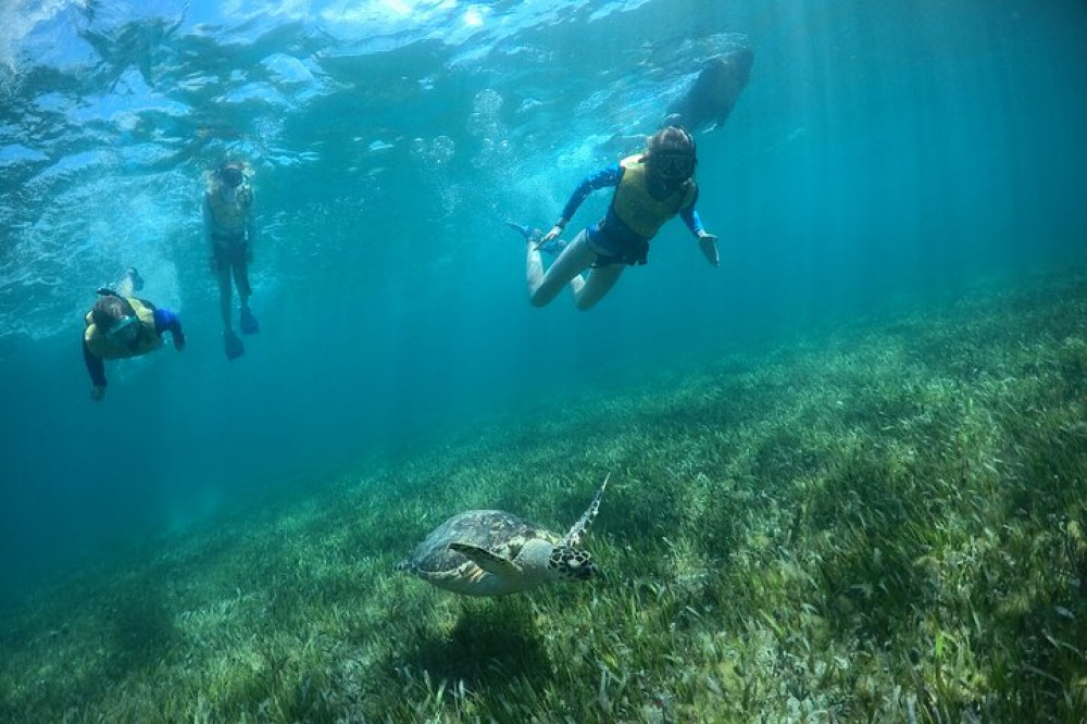 Cancun Snorkeling Tour: Swim with Turtles, Reef, Underwater Museum and ...