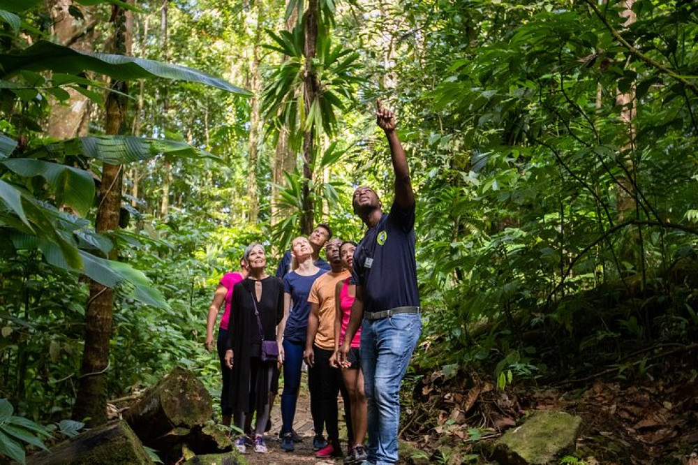 St Lucia Ultimate 3 Package: Aerial Tram, Zipline and Hiking - Castries | Project Expedition