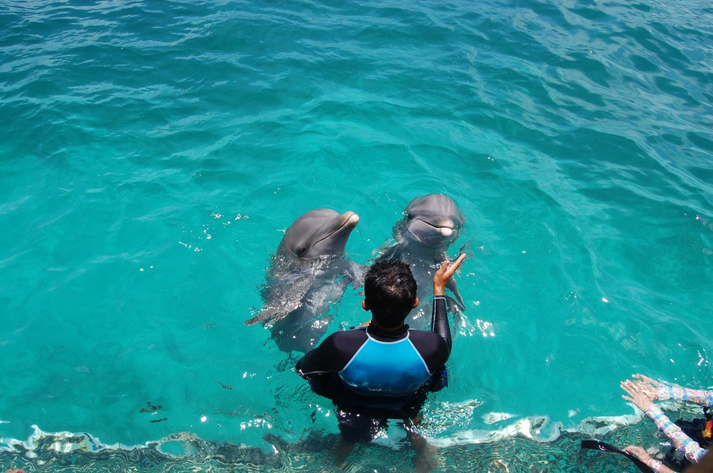 Dolphin Swim Adventure: Isla Mujeres - Isla Mujeres | Project Expedition