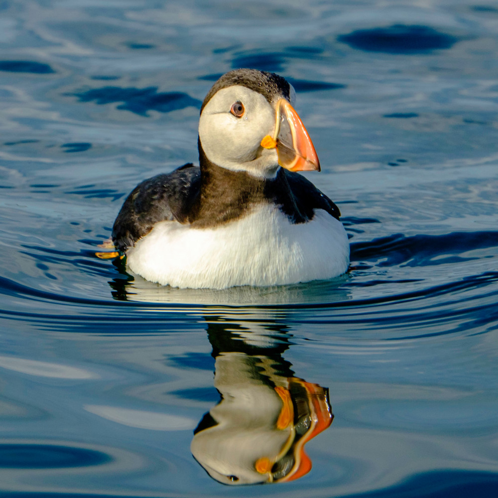 Reykjavík Premium Puffin Tour - Reykjavik | Project Expedition