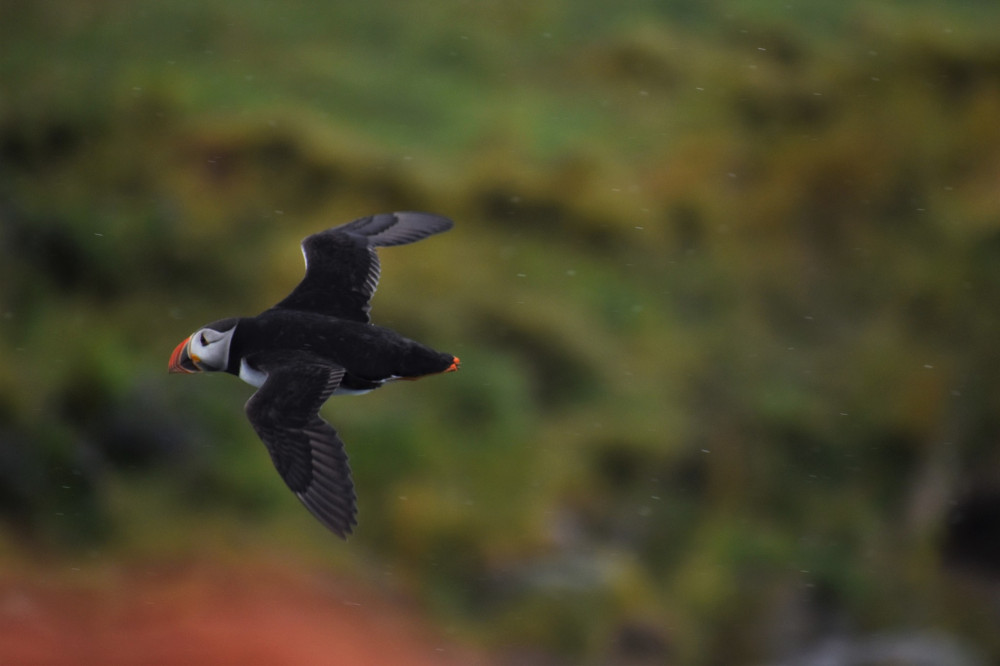 Reykjavík Classic Puffin Watching - Reykjavik | Project Expedition