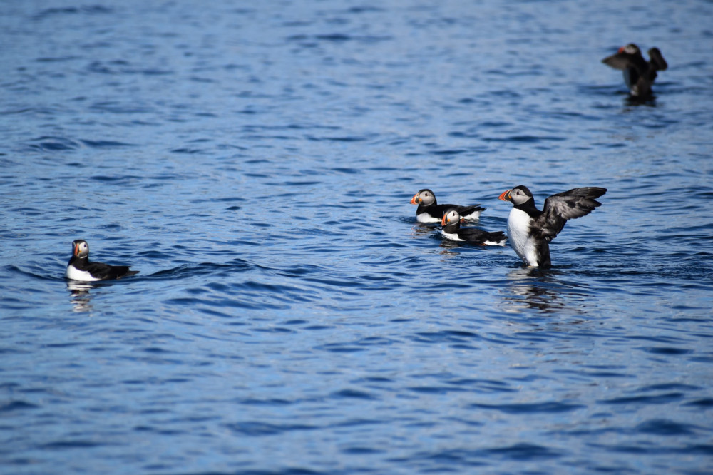 Reykjavík Classic Puffin Watching - Reykjavik | Project Expedition