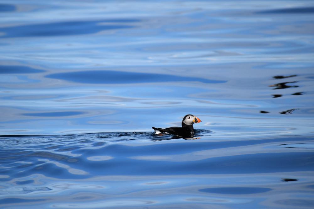 Reykjavík Classic Puffin Watching - Reykjavik | Project Expedition