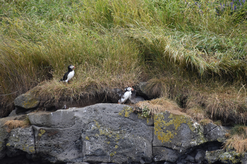 Reykjavík Classic Puffin Watching - Reykjavik | Project Expedition