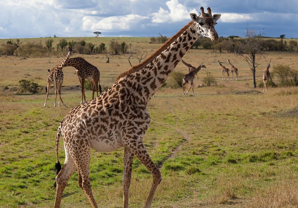 Maasai Mara National Reserve Sights & Attractions - Project Expedition