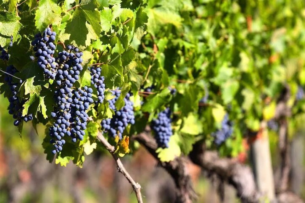 Wine Tasting and Carriage Tour at Premium Winery at Valle de Guadalupe ...