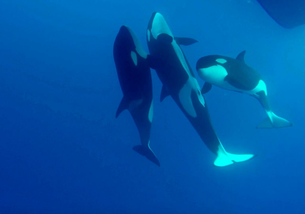 Bremer Canyon Killer Whale (Orca) Expedition - Albany | Project Expedition