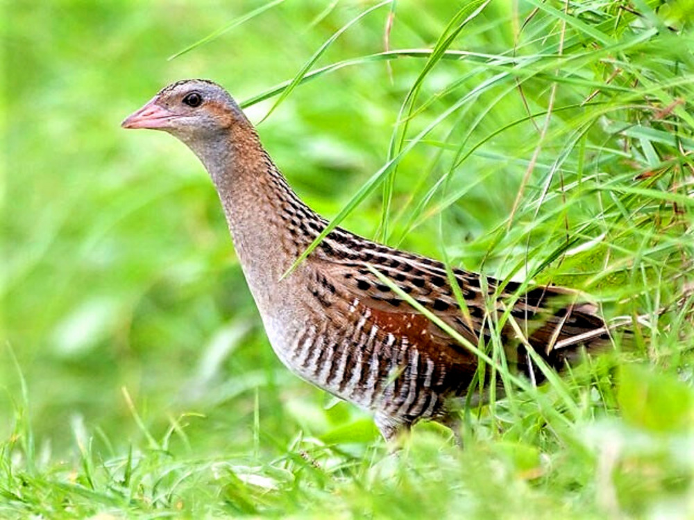 Ireland Wild Escapes | Project Expedition