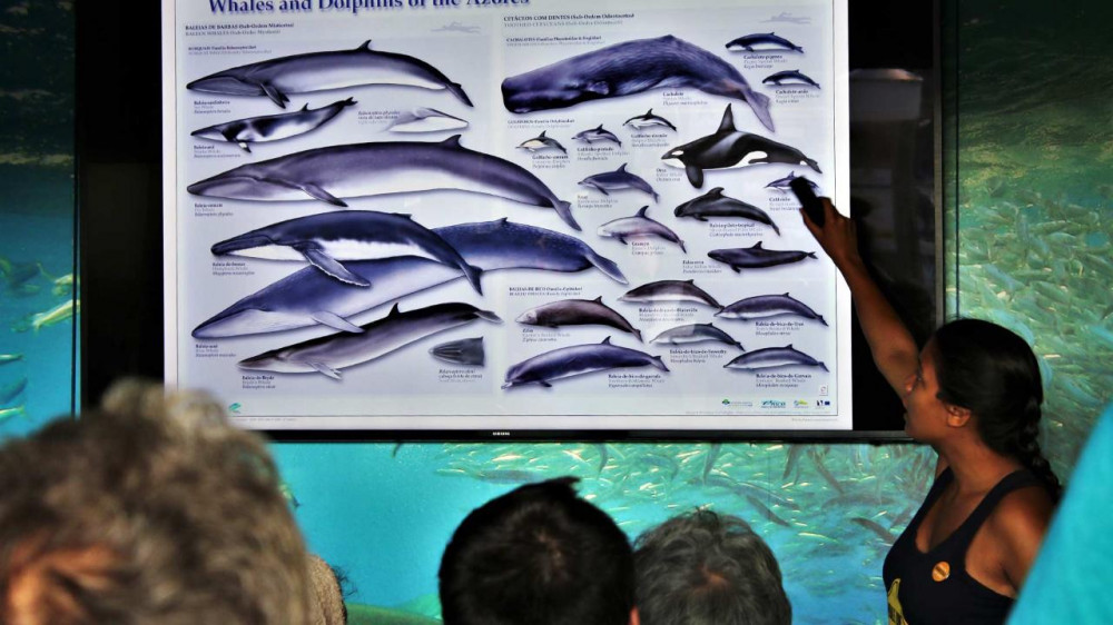 The Science Behind Whales Educational Tour - Vila Franca do Campo ...