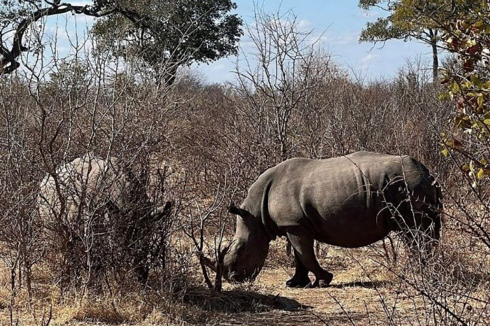 Rhino Walking Safari - Livingstone | Project Expedition