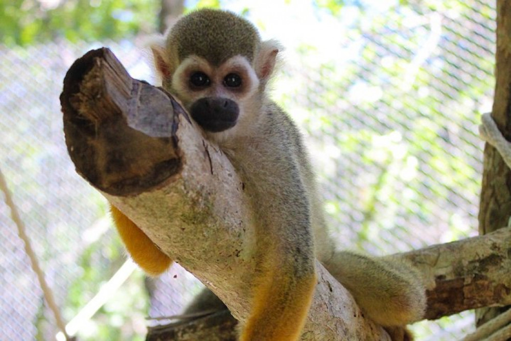 Akumal Monkey Sanctuary - Akumal | Project Expedition