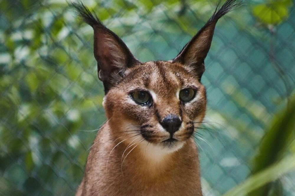 Wild Jungle Adventure: ATV Ride, Cenote and Monkey Bonding - Akumal ...