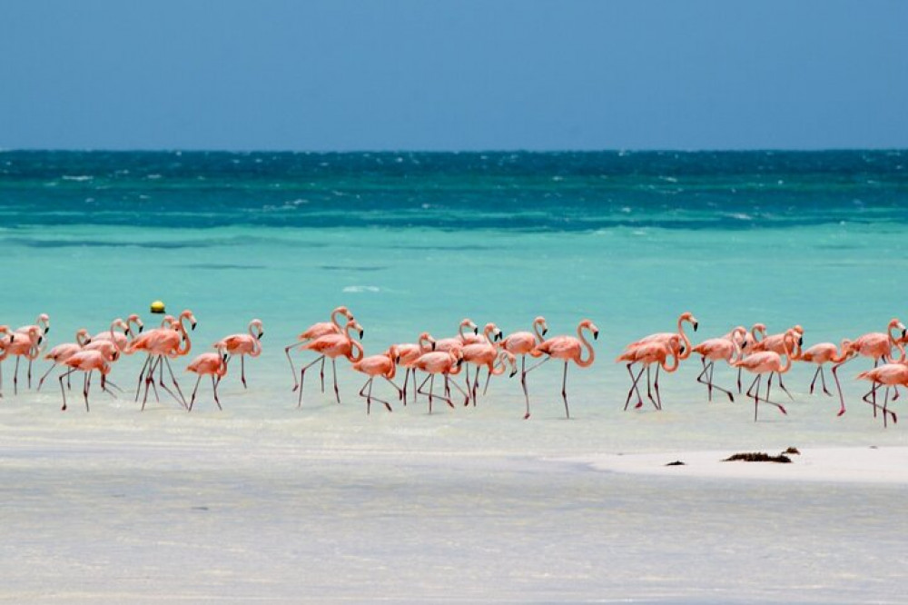 Full-Day Tour of Holbox Island with Lunch - Tulum | Project Expedition