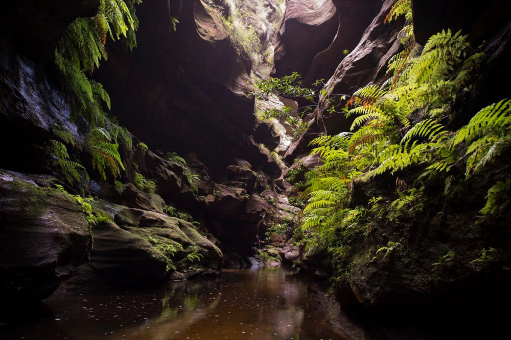 Bush Tucker Walk - Blue Mountains - Katoomba | Project Expedition