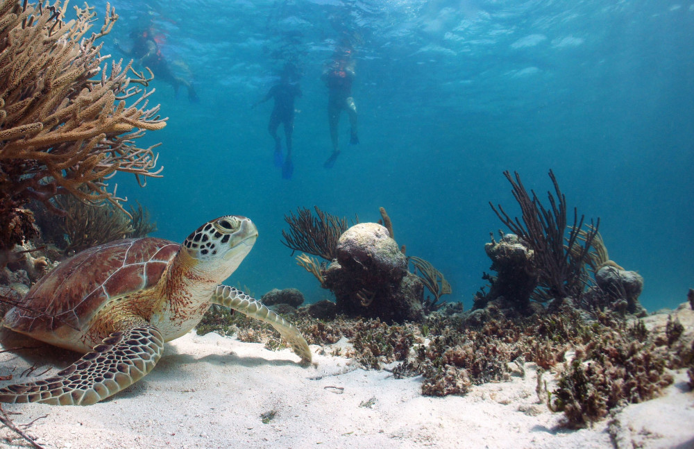 Turtle Encounter & Reef Snorkel in Akumal - Playa del Carmen | Project ...