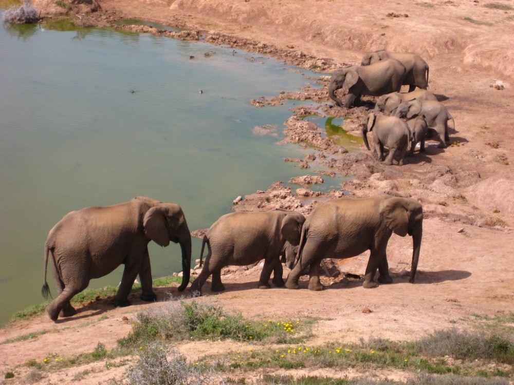 Addo Elephant National Park Sights & Attractions - Project Expedition