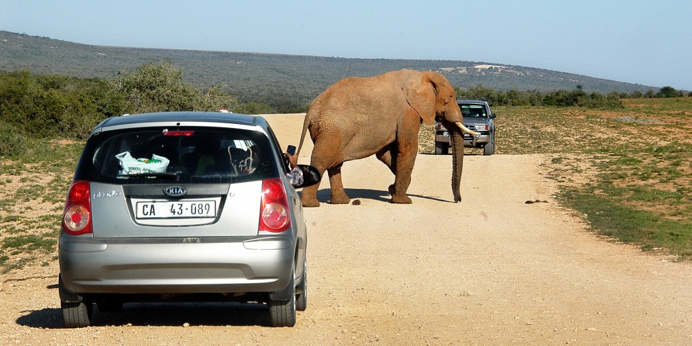 Addo Elephant National Park Sights & Attractions - Project Expedition