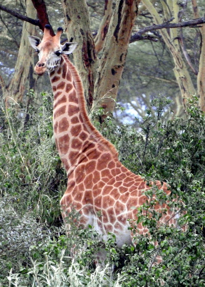 Soysambu Conservancy Sights & Attractions - Project Expedition