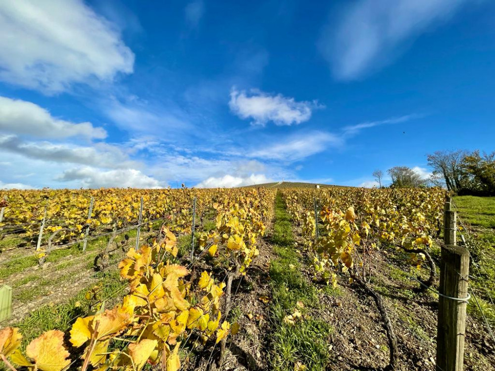 Half Day Family Grower Winery Visit & Traditional Lunch From Reims ...