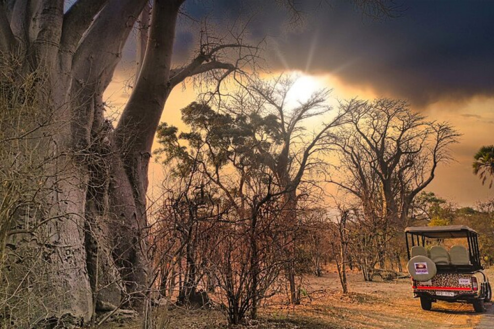 Braai/BBQ Safari Game Drive in Zambezi National Park from Victoria ...