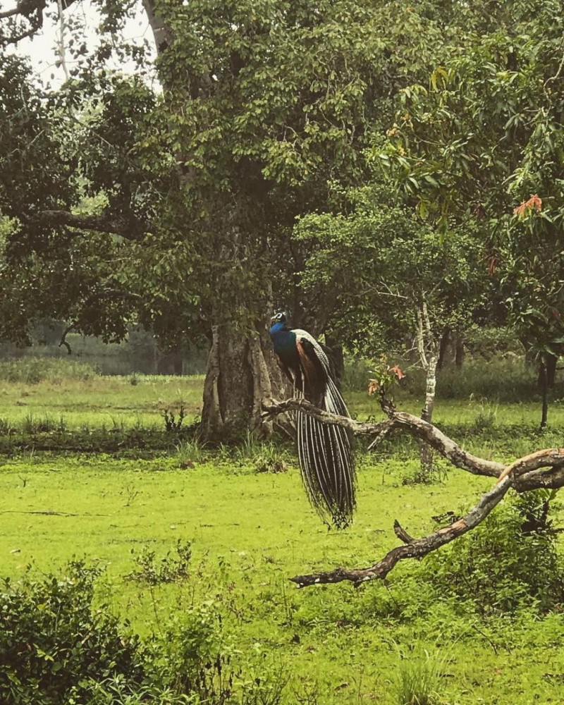 Real Lanka Holidays - Project Expedition