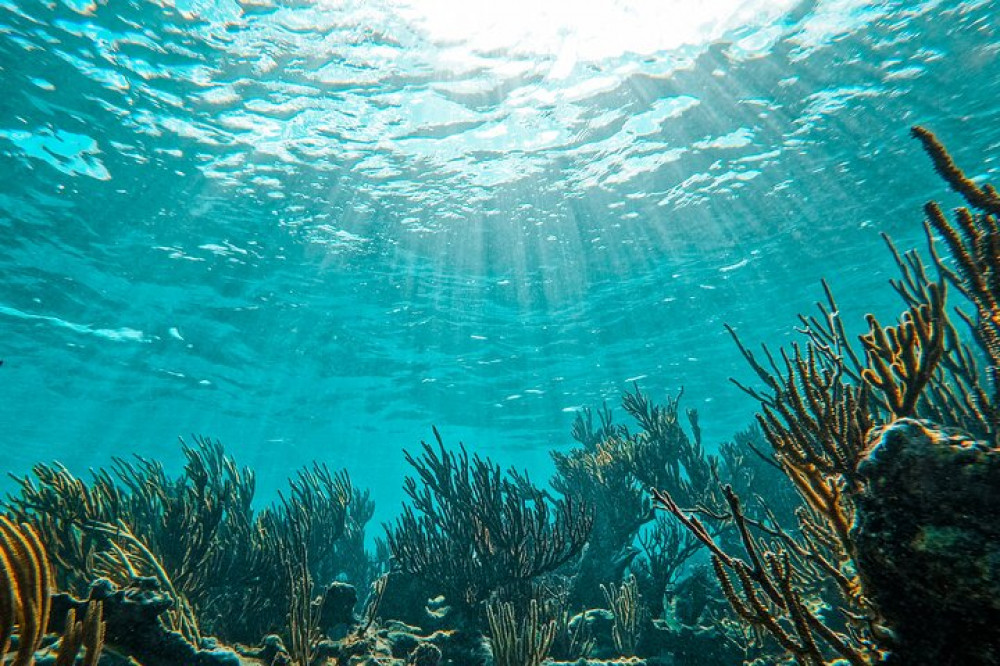 Full-Day Private Snorkel Tour in Tulum and Sian Kaan - Tulum | Project ...