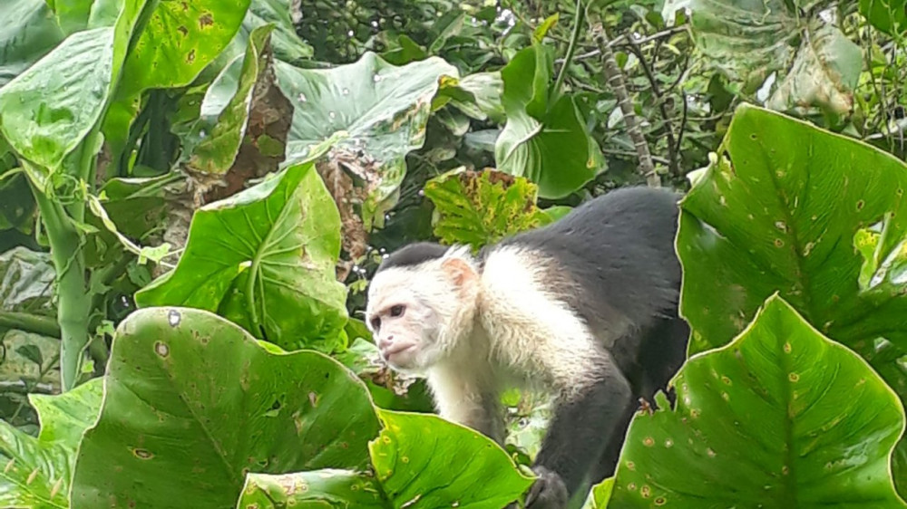 Half Day Adventure to Gamboa Sloth Sanctuary and Monkey Island Wildlife ...